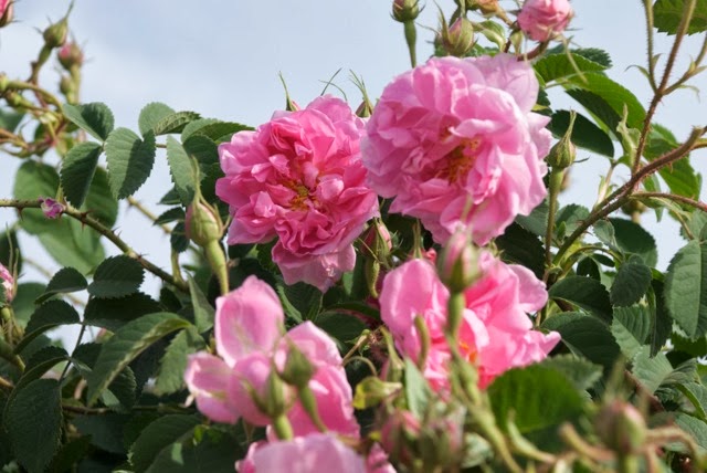 Enfleurage: Omani Roses