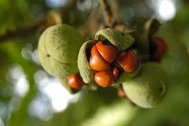 Tidwell's in Africa: 13 - 19 Jan 2014 LemonPudding,Mangos,Zone&DistConfPlan