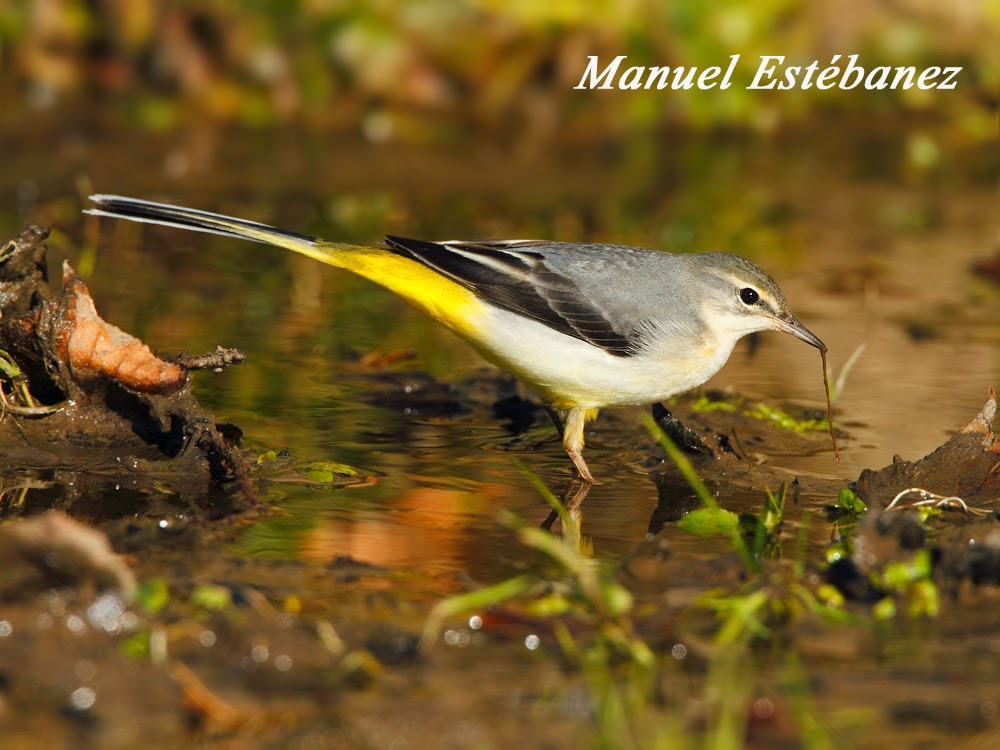 Miradas Cantábricas: Lavandera cascadeña (Motacilla cinerea)