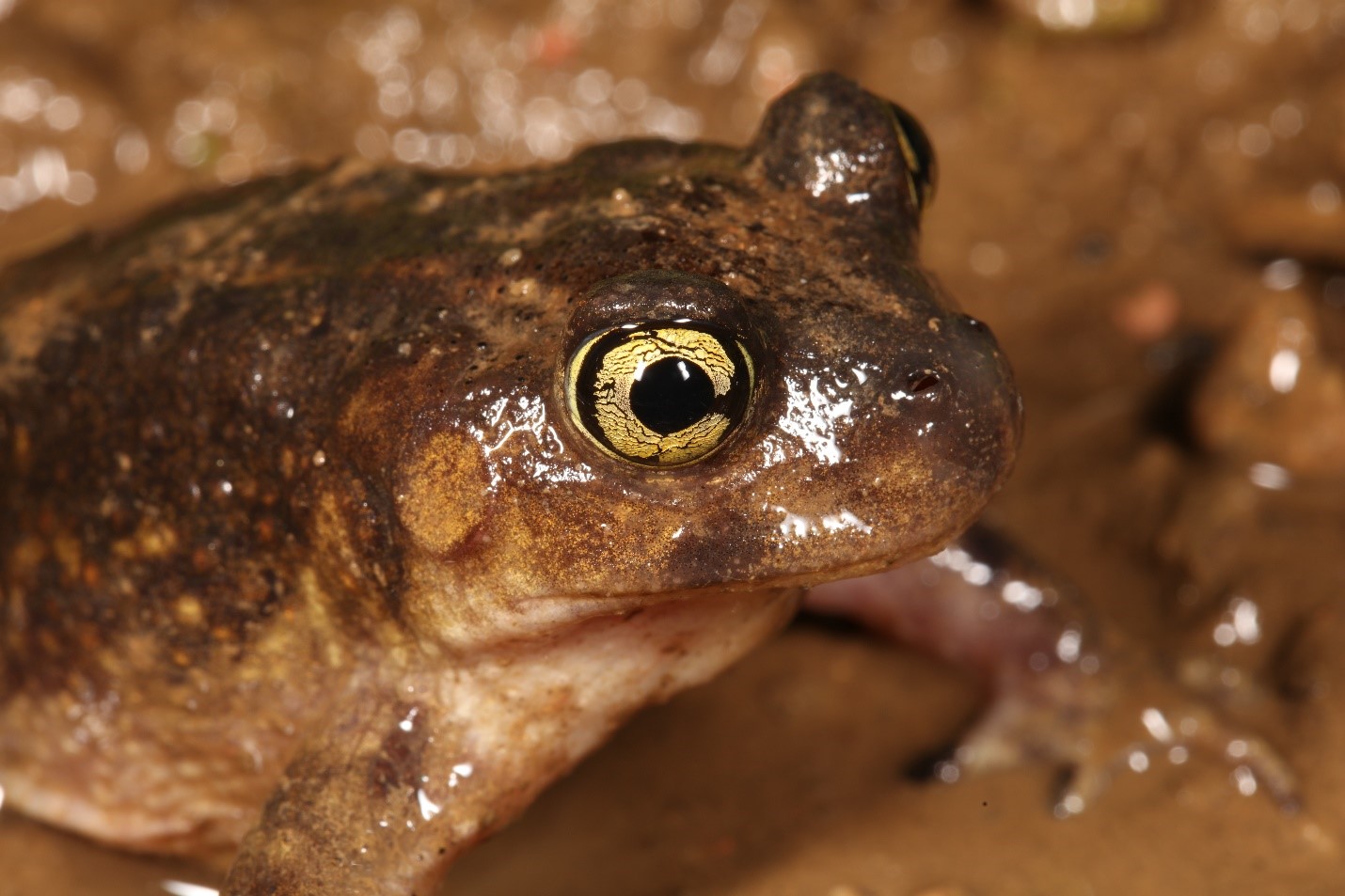 Ohio Birds and Biodiversity: Eastern Spadefoot Toad - finally!