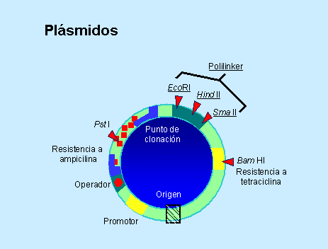 BIOTECNOLOGIA: TERMINOLOGÍA GENERAL
