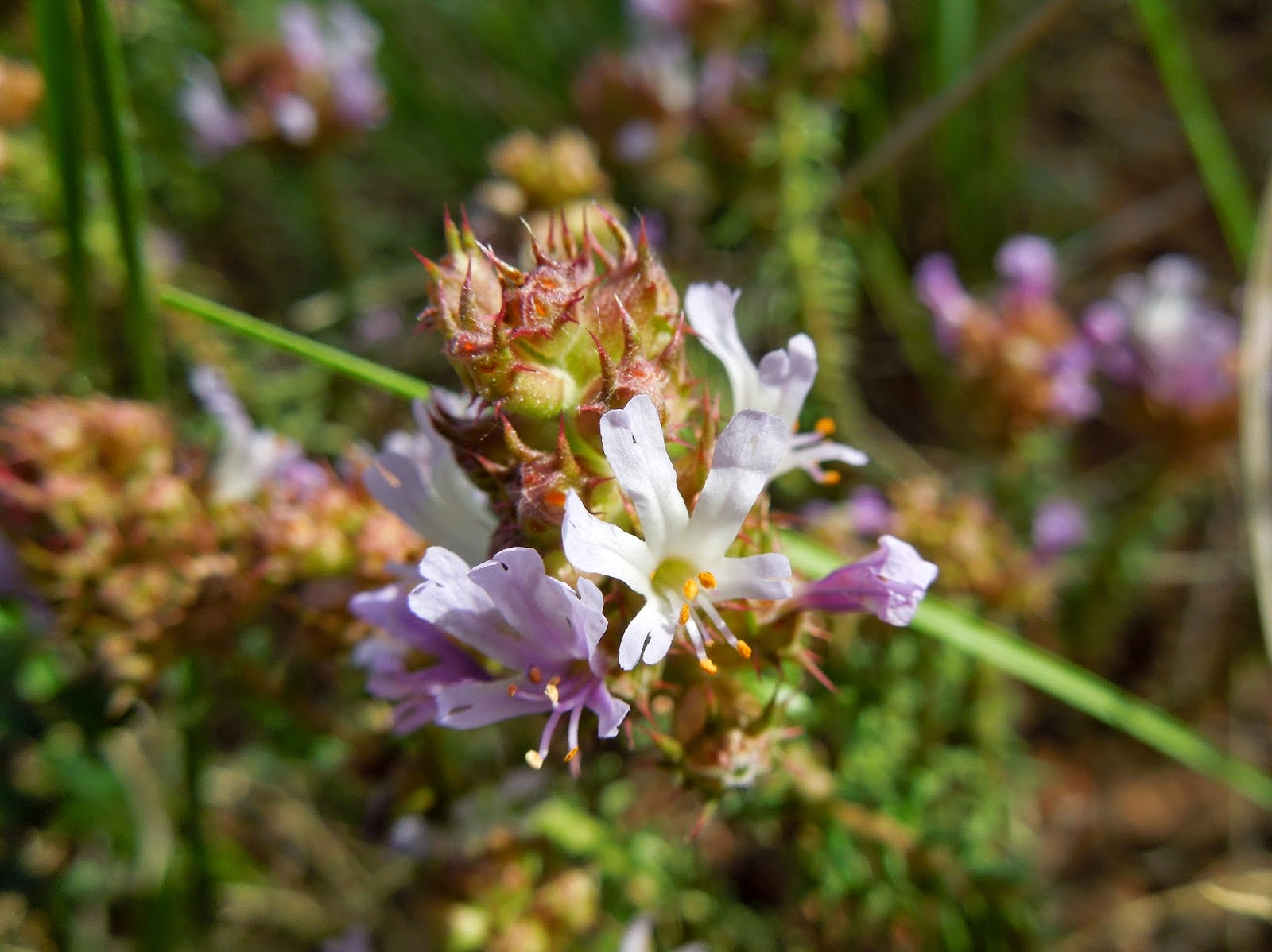 TOMILLO REAL o TOMILLO MACHO - BOTÀNIC SERRAT