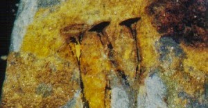 Variety of Life: Tracheophyta