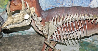 Synapsida: Miocene (Pt 10): The Beasts with Three Horns