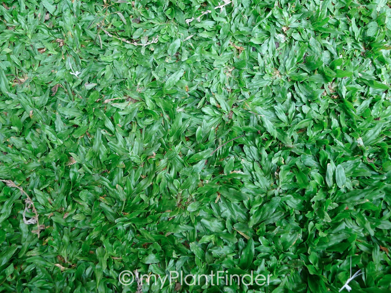 Axonopus Compressus Dwarf