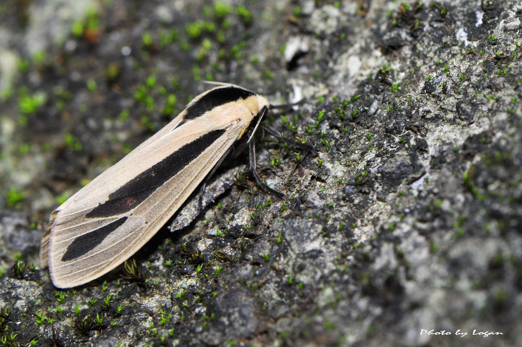 Real Monstrosities: Creatonotos and the Inflatable Hairy Bits