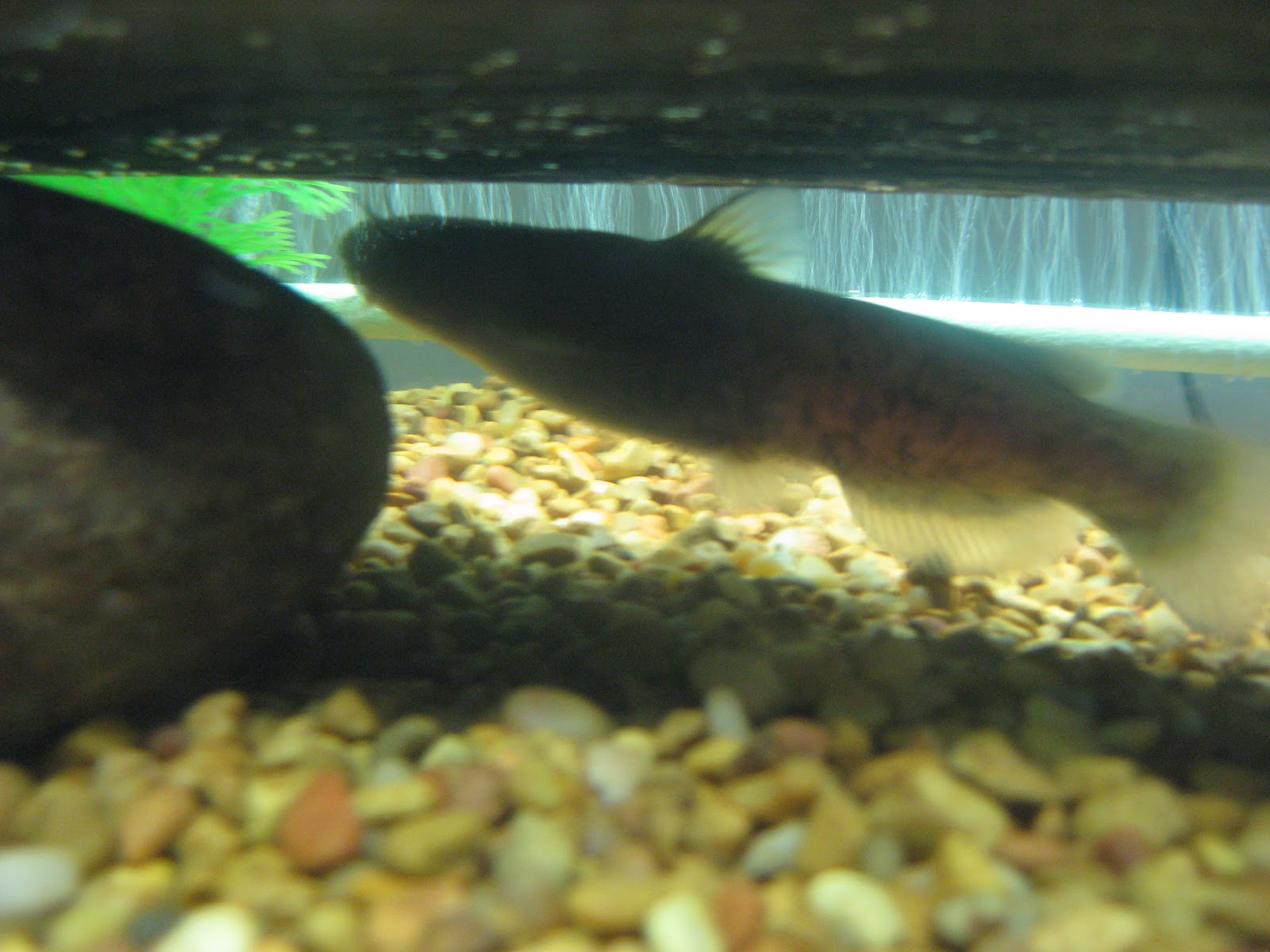 Yellow Bullhead Catfish Aquarium
