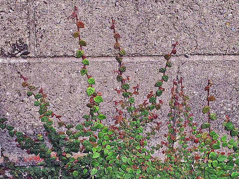 Ryukyu Life: Plant Images: Climbing Fig (Ficus pumila) AKA Creeping Rubber