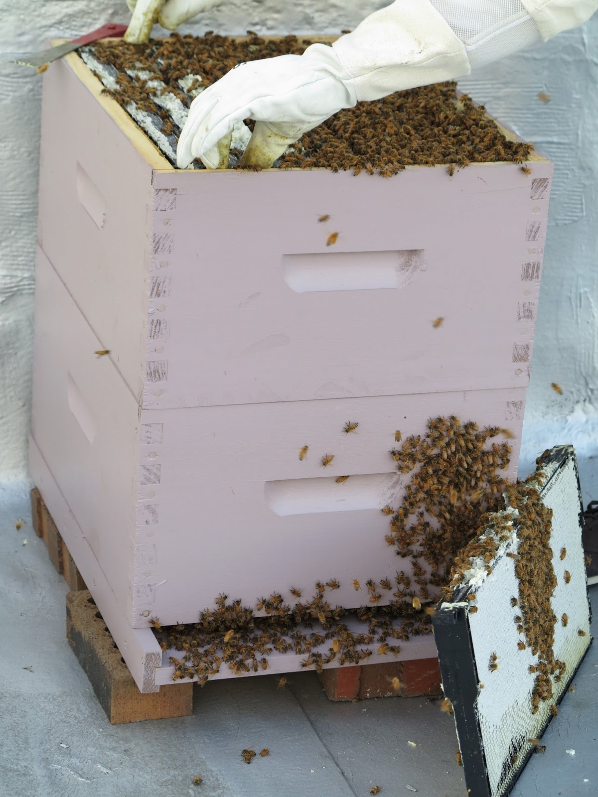 Queen Bee Fibers: Best Beehive EVER!