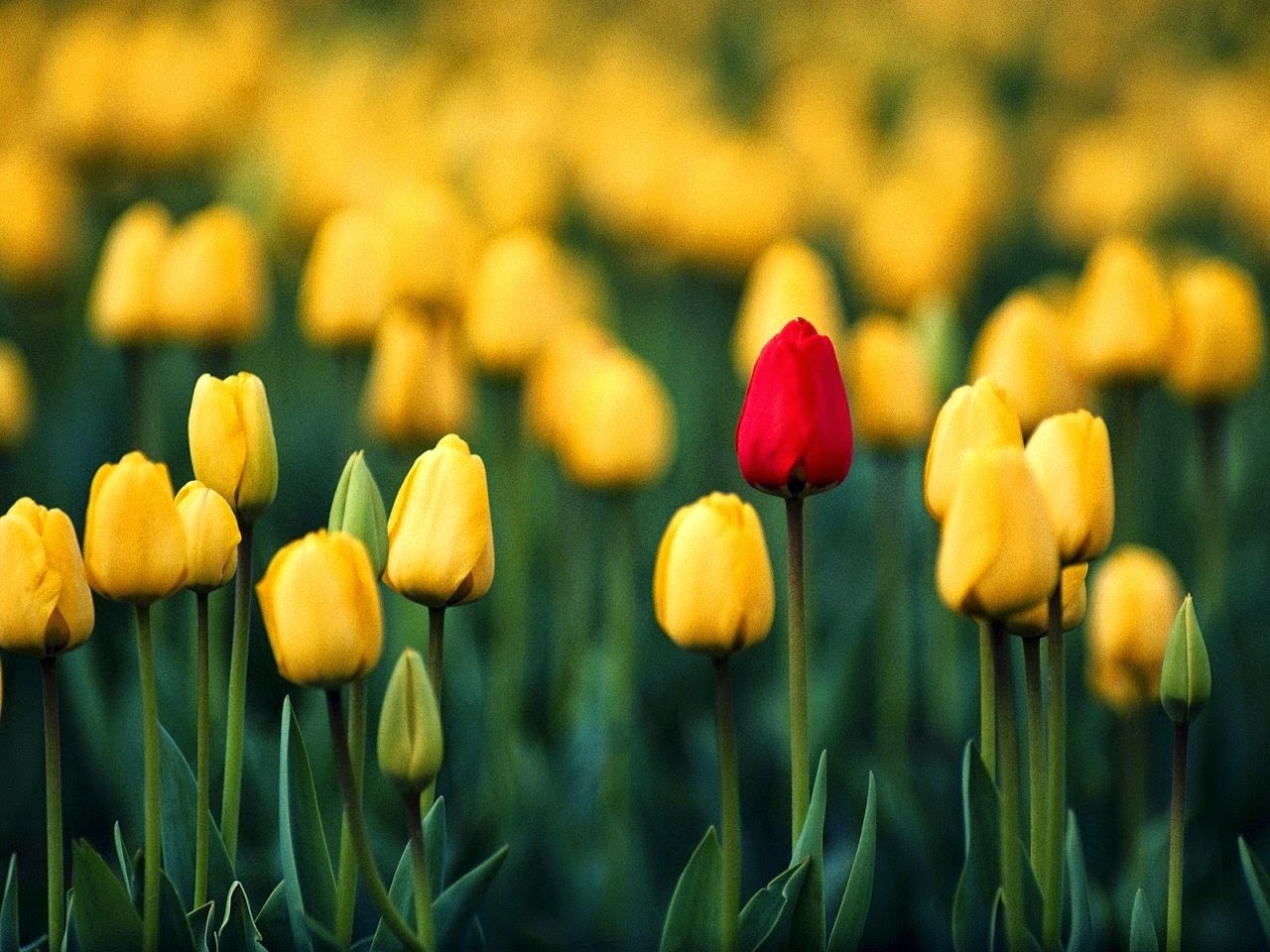 Lale Faydaları - Kadın Ve Yaşam