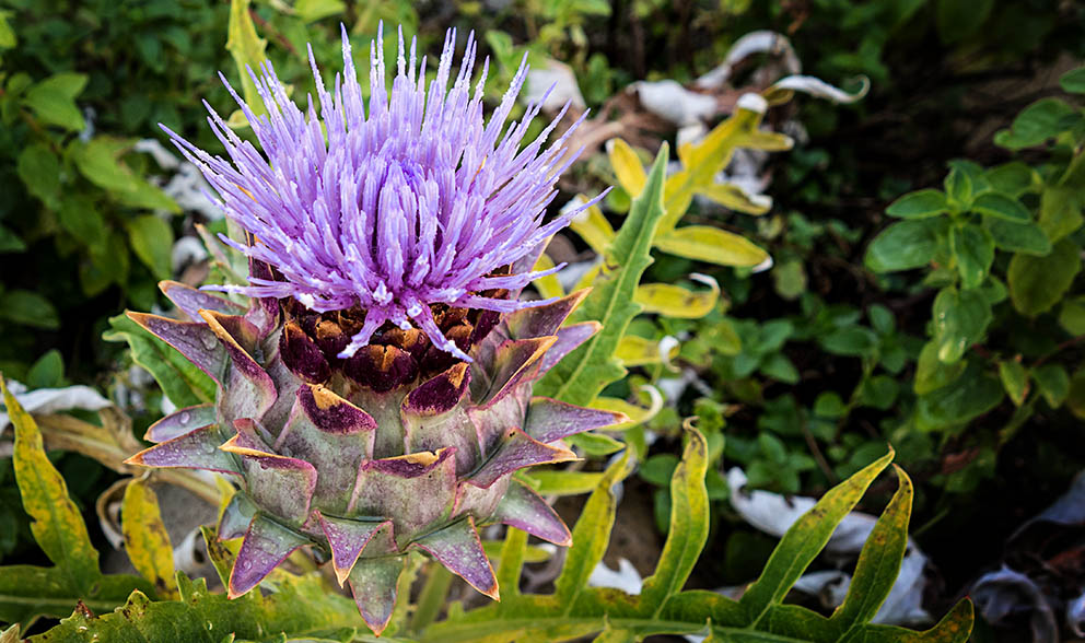 Luz y artes: La bella flor del simple cardo navideño en su punto