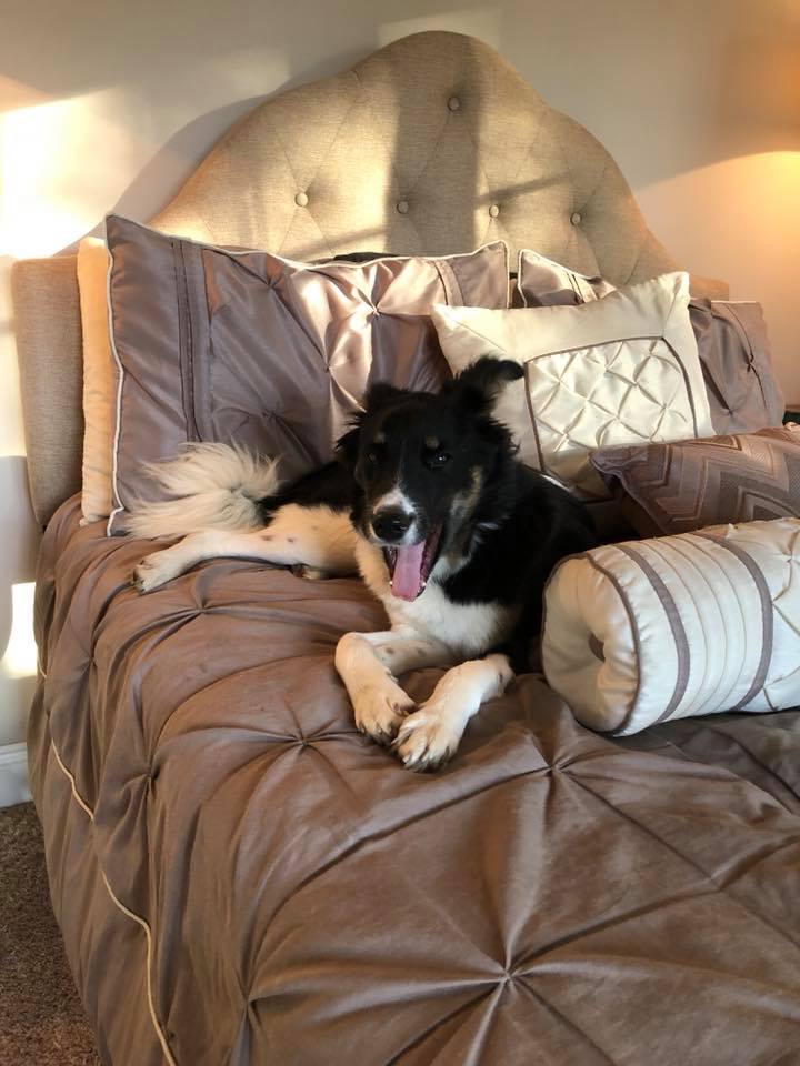 World Animal Guardians: Ready for Adoption: Tyler!