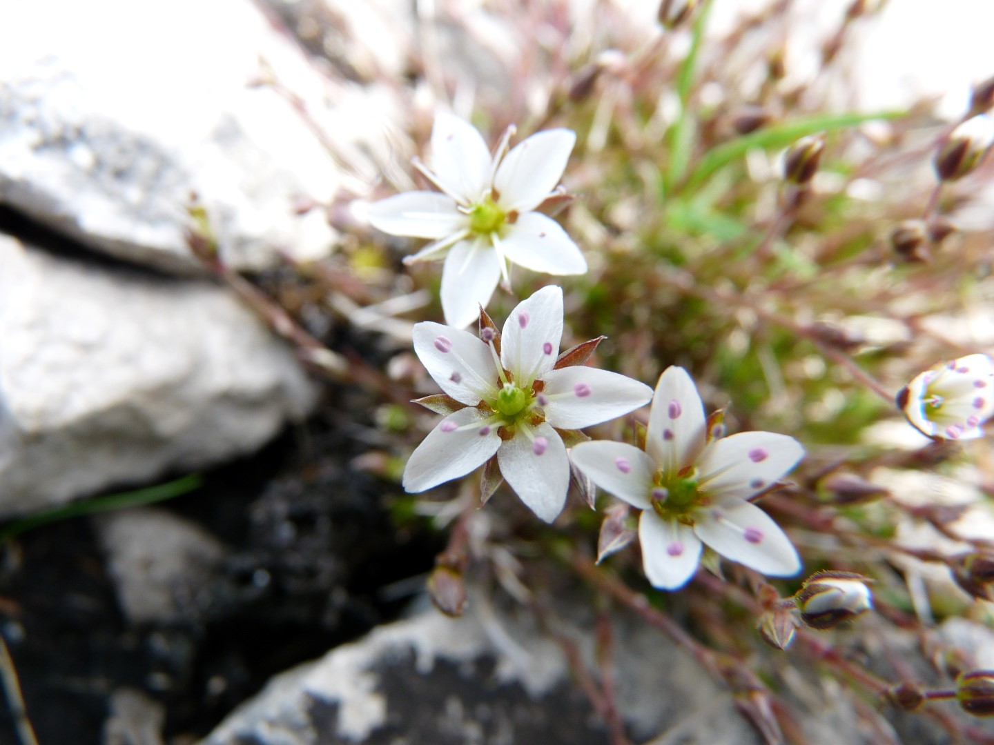 The Flora of Hutton Roof : Minuartia verna (Spring Sandwort)