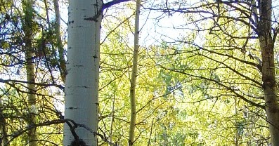 Fruit Tree Pruning at Its Best: What is a Leader?