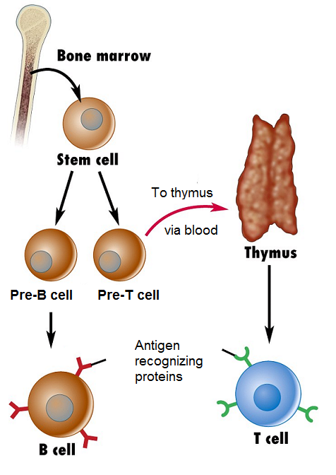 #59 The immune response - Lymphocytes | Biology Notes for A level