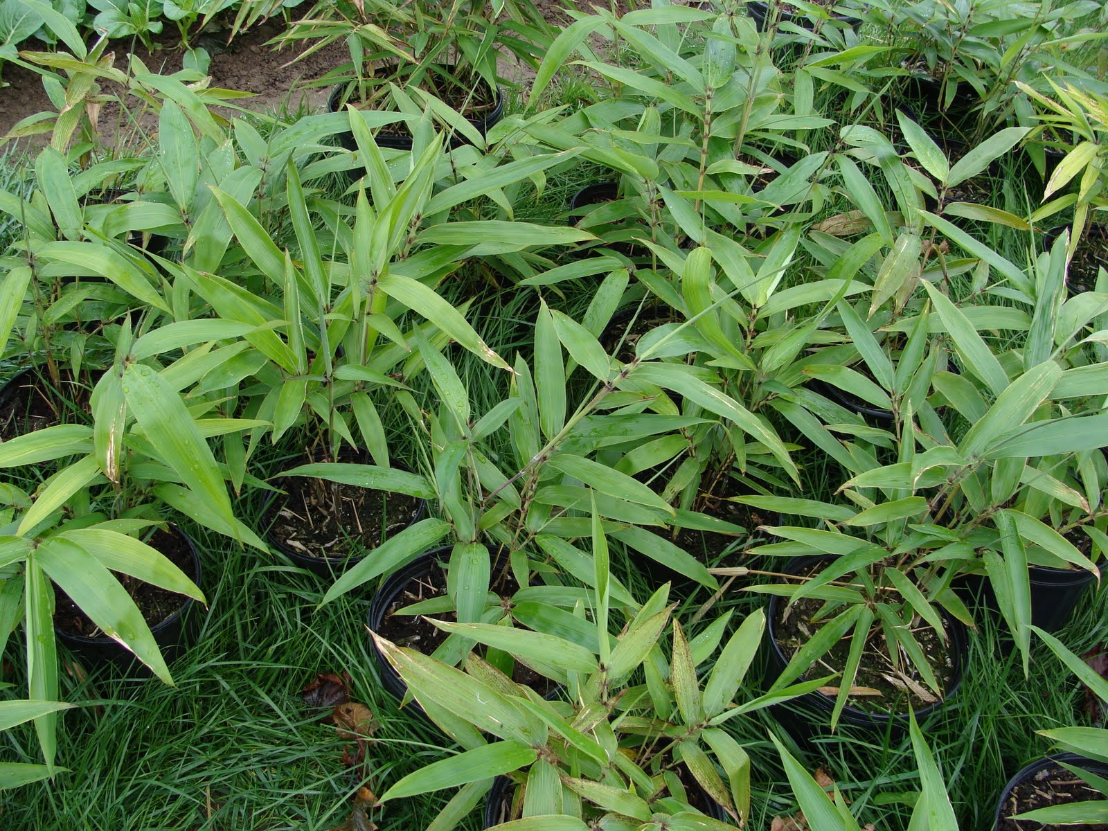 Steve's garden: Some of the bamboos that I have sold back in 2010