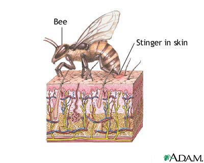TOXINS PRESENT IN THE BRAZILIAN FAUNA AND FLORA WITH POTENTIAL MEDICAL ...