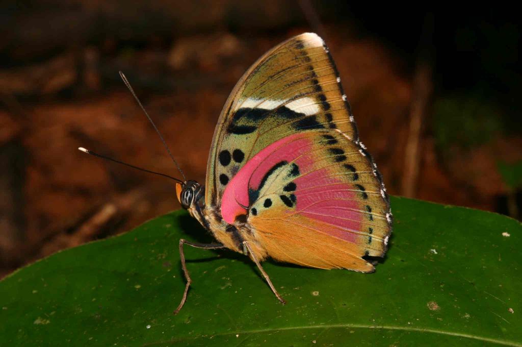 Pickled Paper Designs: Butterfly Inspirations