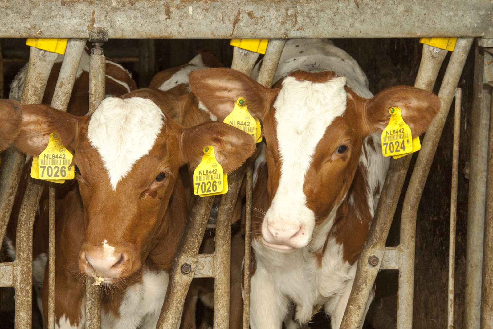 Fotografie als hobby: Koeien, koeien en nog eens koeien