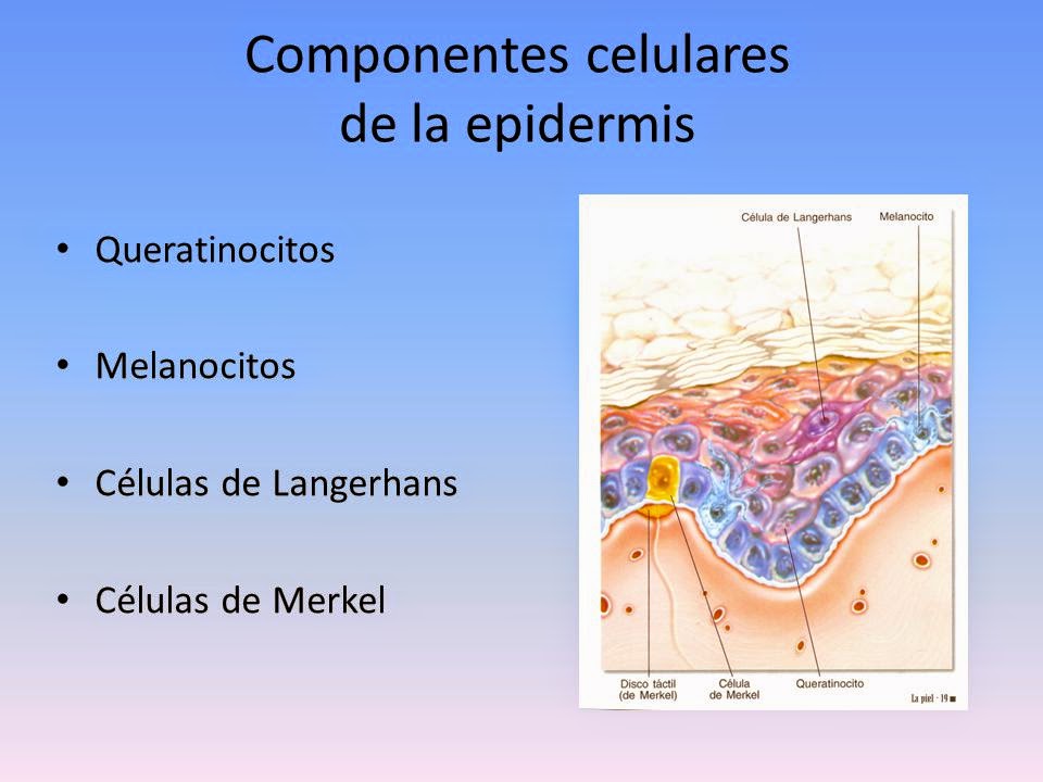 Hay otras células que se