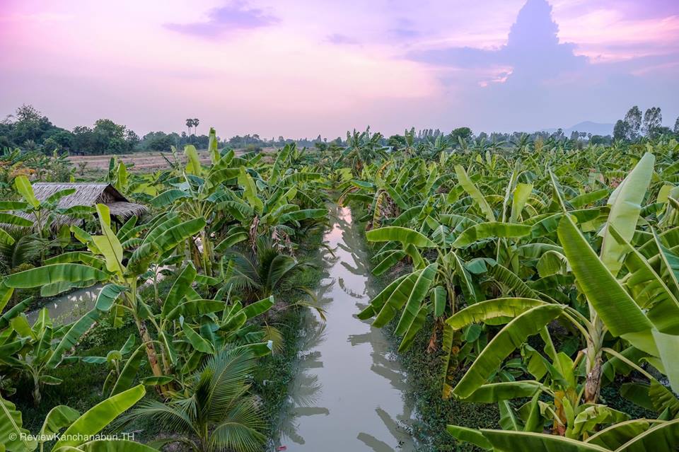 ของโบราณ: Banana Farm :Thailand : บานาน่าฟาร์ม อ.พนมทวน จ.กาญจนบุรี