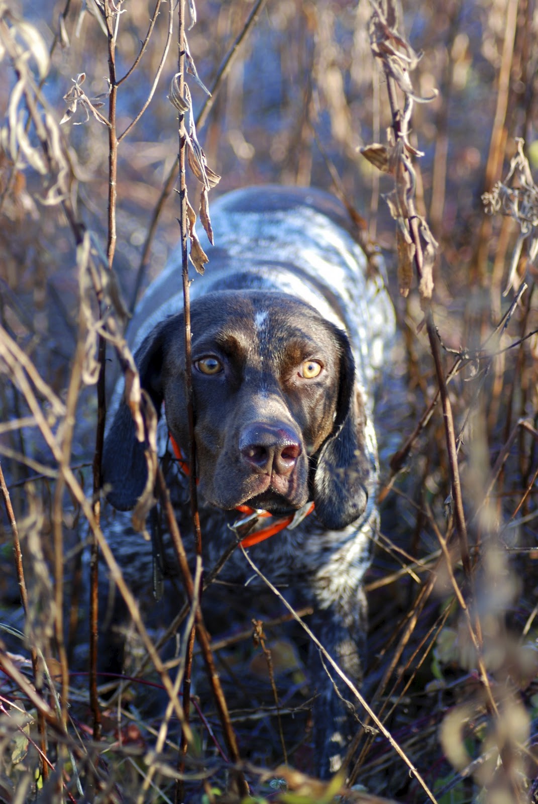 Adventures of a GSP Hunting Dog: Black Friday Pheasant Hunt!