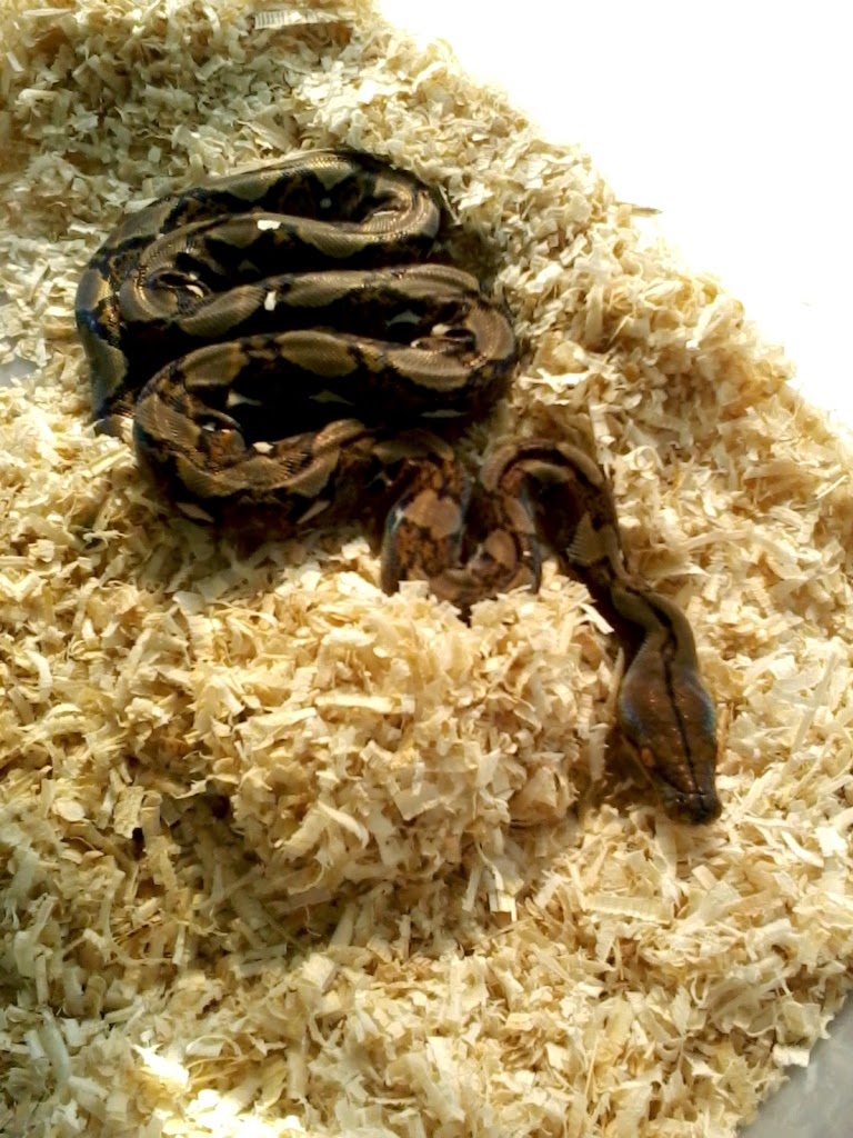 RAWR: Dasar Pemeliharaan Retic (Python reticulatus)