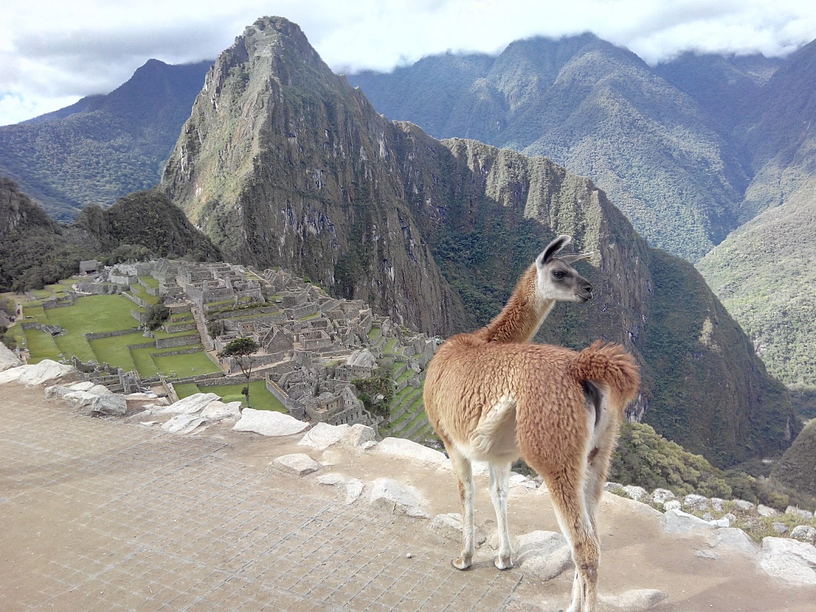 Curioseandando: Viaje a Machu Picchu: la ciudad de Machu Picchu (13/01 ...