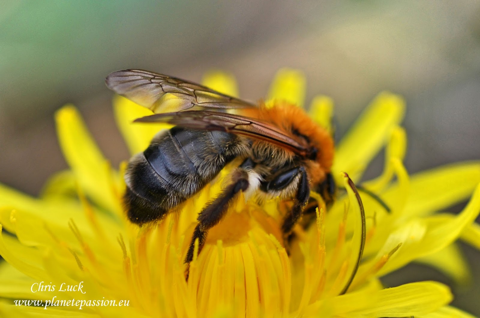 French wildlife and beekeeping: Spring bees in France - solitary and bumble