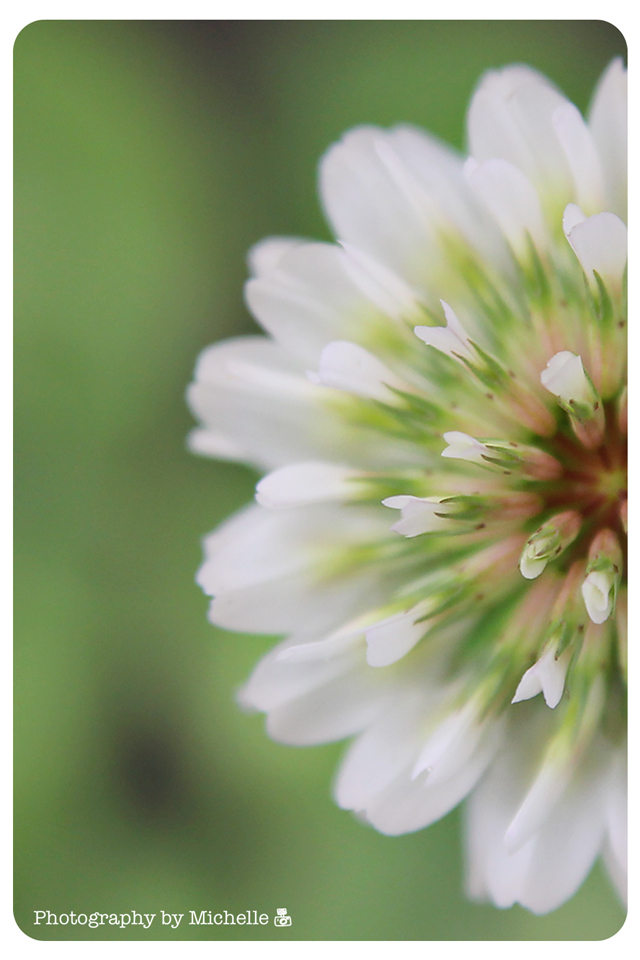 Photography by Michelle: In The Clover..