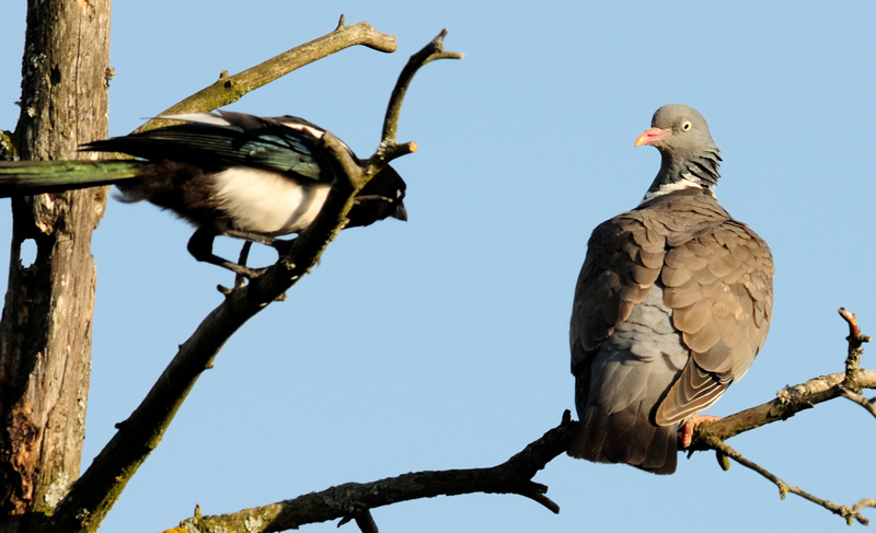 Knuts fugleblogg: februar 2013