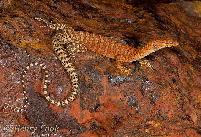 Jenis - jenis atau Macam - macam Varanidae / Varanus / Varanatic ...