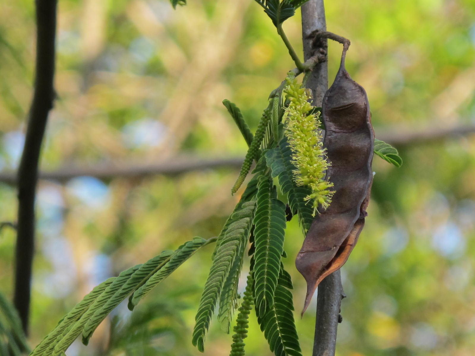 Fabaceae - Leguminosae no Brasil: Fabaceae - Parapiptadenia rigida ...