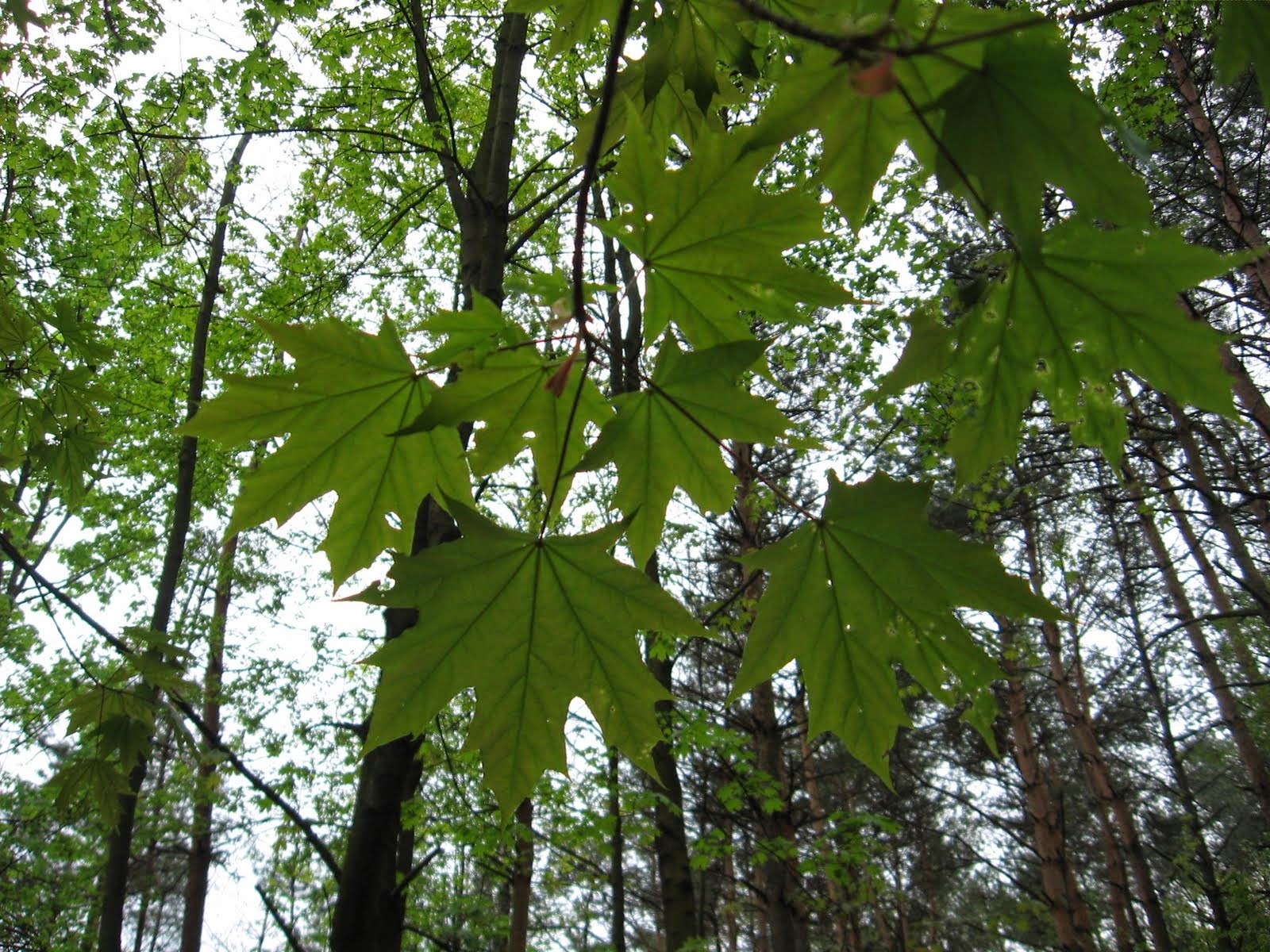 Arțarul și ciupercile sale | Ciupercomania, totul, cu si despre ciuperci