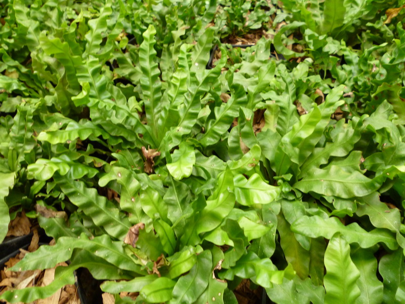 ALPHA NURSERI: Kadaka yang dijual di KELOMPOK TANI ALPHA