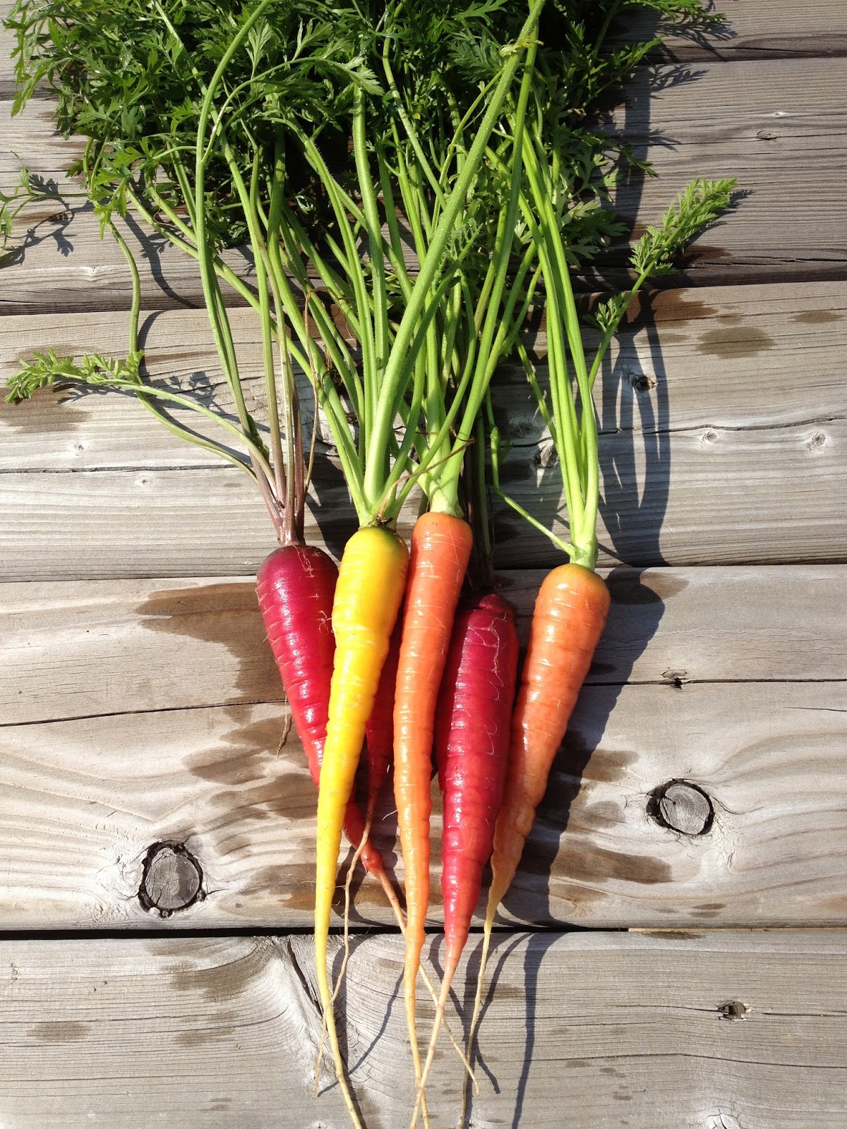 Live in the Yard: Saturday Spotlight: Rainbow Carrots