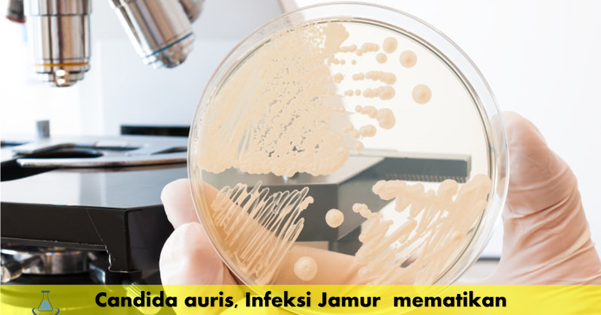 Infeksi Jamur Mematikan yang Tahan Terhadap Pengobatan