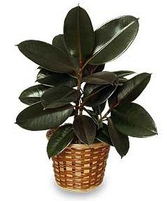 Tropical House Plants, Delivered in Brooklyn NY, s: Rubber Plant ...