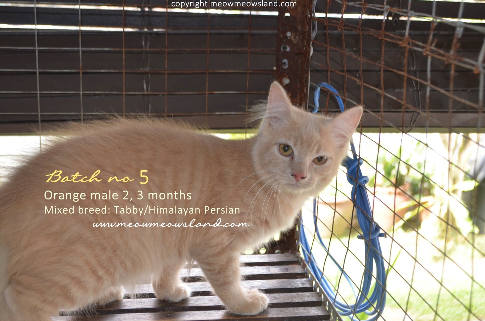 Meow Meow's Land: *New - Batch no 5 - 3 + 1 Orange Mixed breed Tabby ...