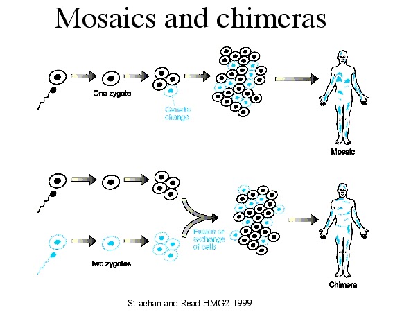 Human ‘chimeric’ cells restore crucial protein in Duchenne muscular ...