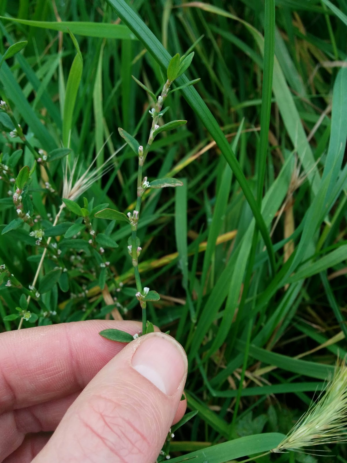 Wild Life: Common Knotweed