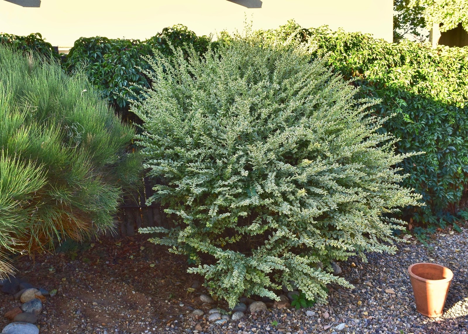 The Plants at Walking Rain: Chinese Privet / Ligustrum sinensis