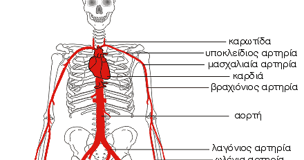 Ανθρώπινο σώμα και αθλητική προπόνηση: Κυκλοφορικό Σύστημα - Αρτηρίες