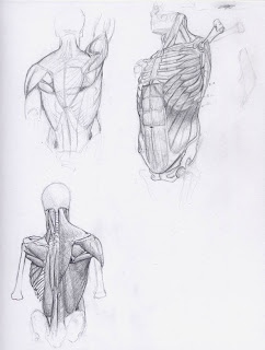 Illustration Fixation: Anatomy once and for all