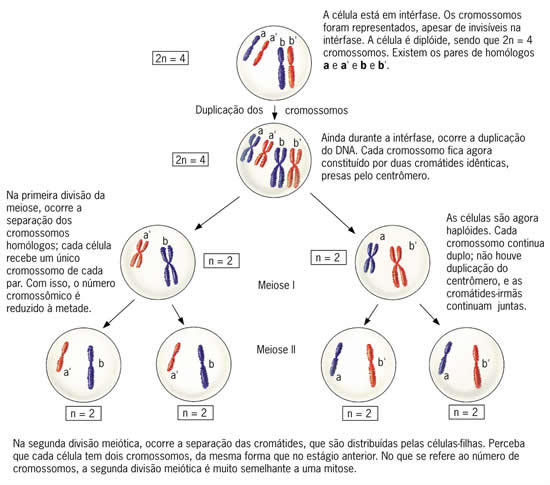 Professora Paula Cristiane - BIOLOGIA: Mitose e Meiose