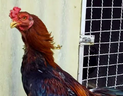 LOS GALLOS DE JUEGO ORIENTALES Y SUS CARACTERISTICAS