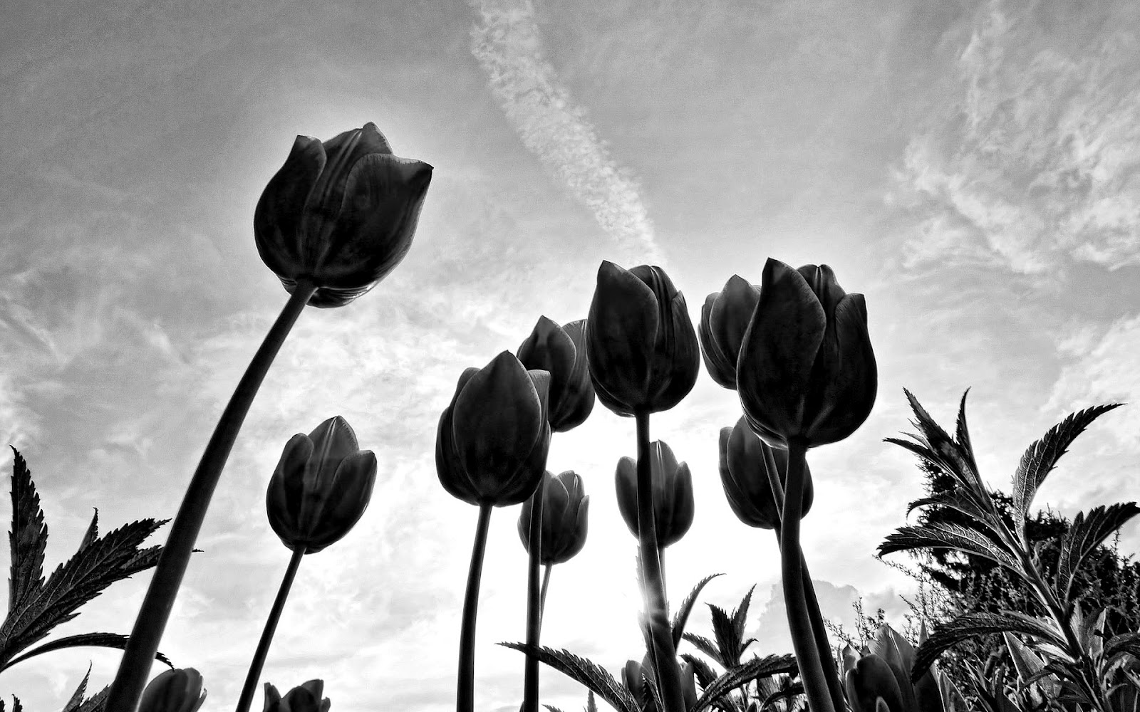 Zwart Witte Wallpapers