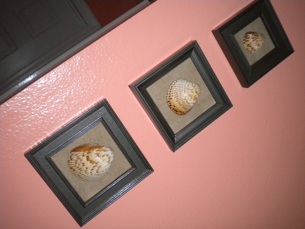 Del's Shells: Framed Seashells