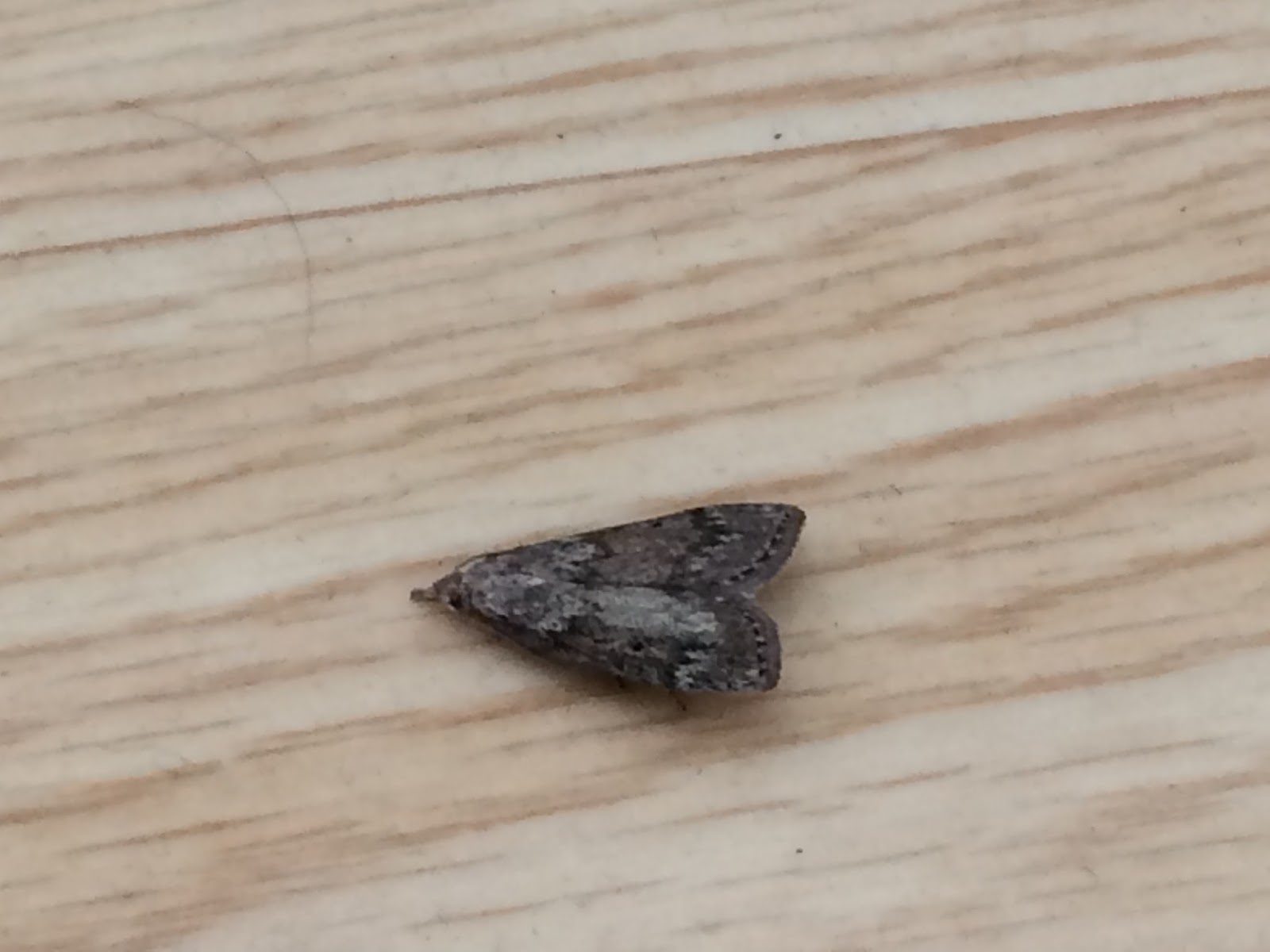 Linnakallion tupa: Mikä hyönteinen kyseessä?