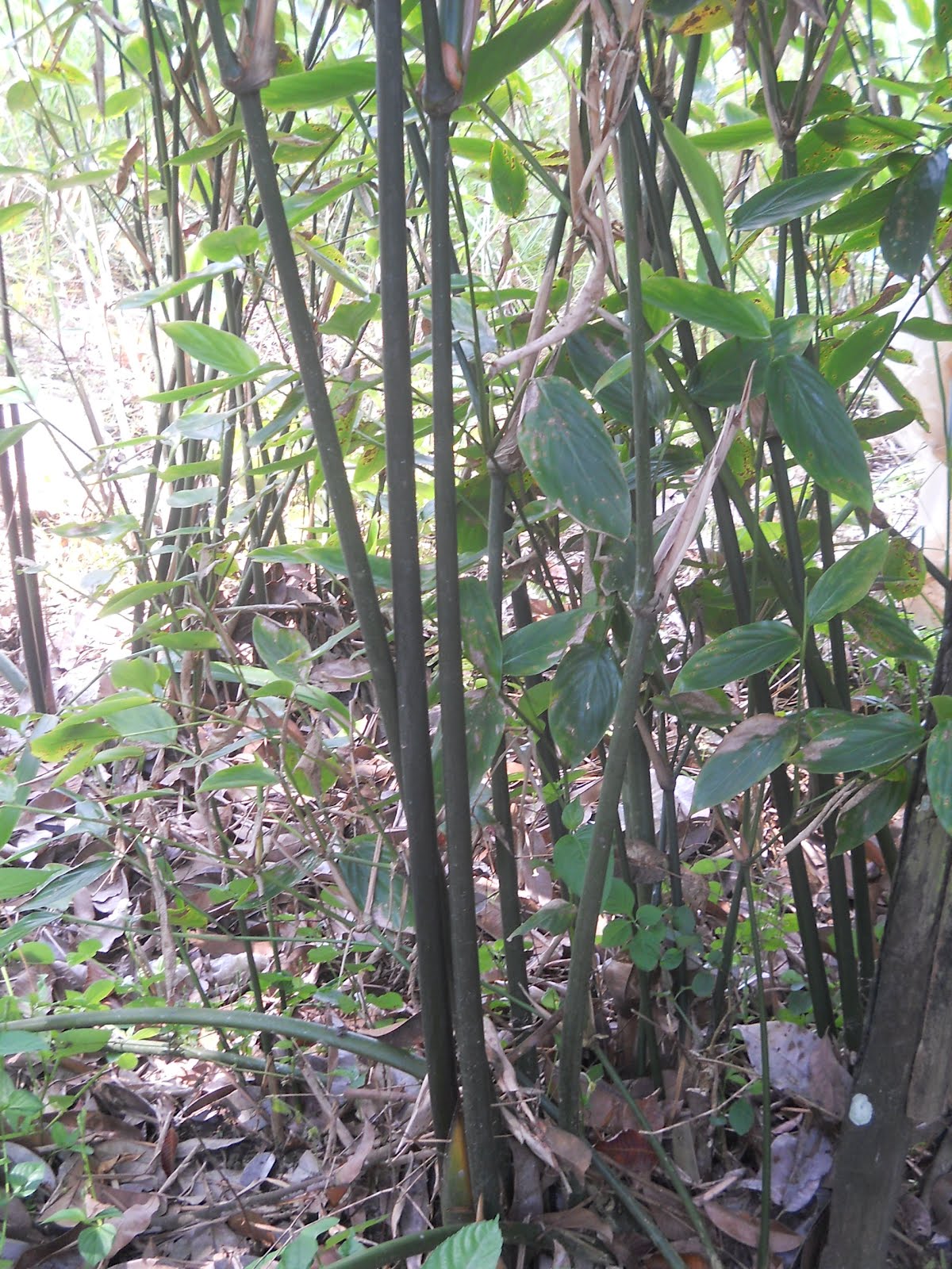 Merujizone4u: Perihal Bemban